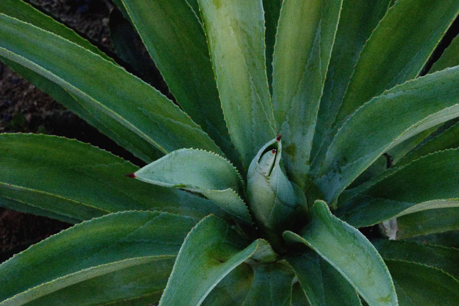 The Lost Explorer Embarks - The Lost Explorer