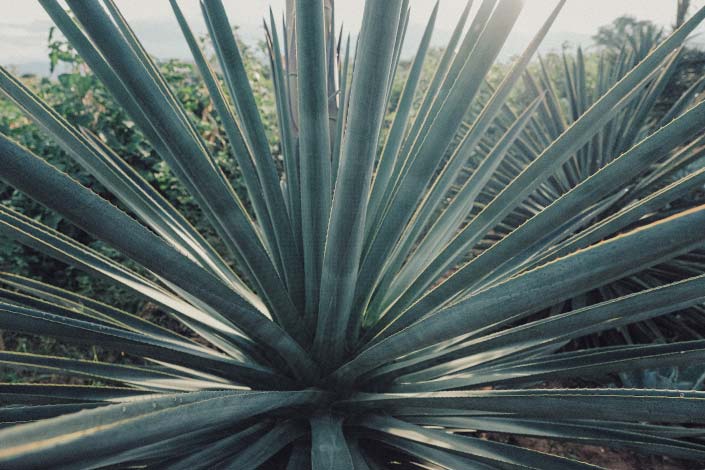 Live Curiously - The Lost Explorer