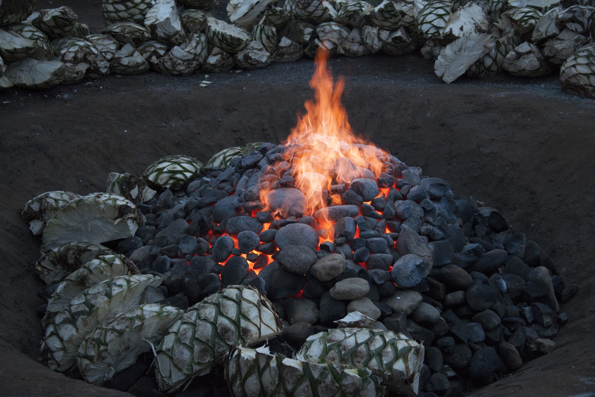Mezcal vs. Tequila: The Main Differences - The Lost Explorer